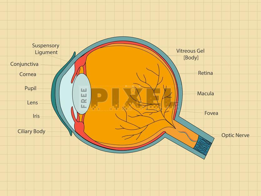 Free Vectors - Structure Of A Human Eye With Its Parts Name On Graph ...