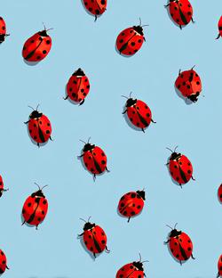 Free Photos - Ladybugs Seamless Pattern On A Light Blue Background ...